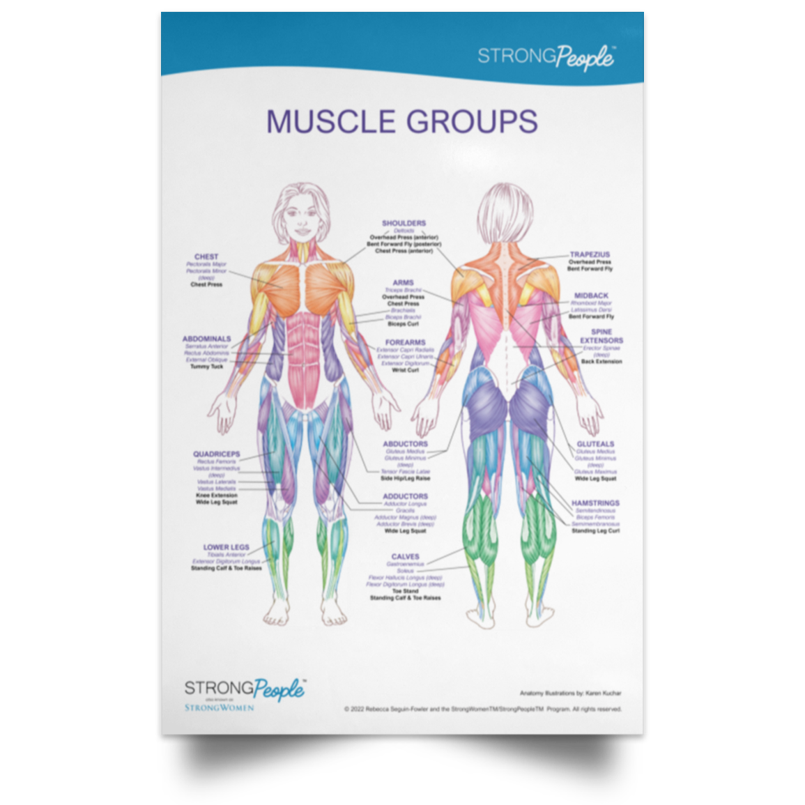 Muscle Group Poster – StrongPeople
